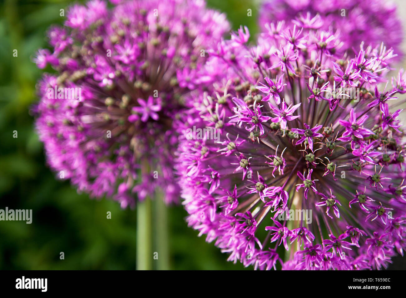 Allium bulgaricum hi-res stock photography and images - Alamy