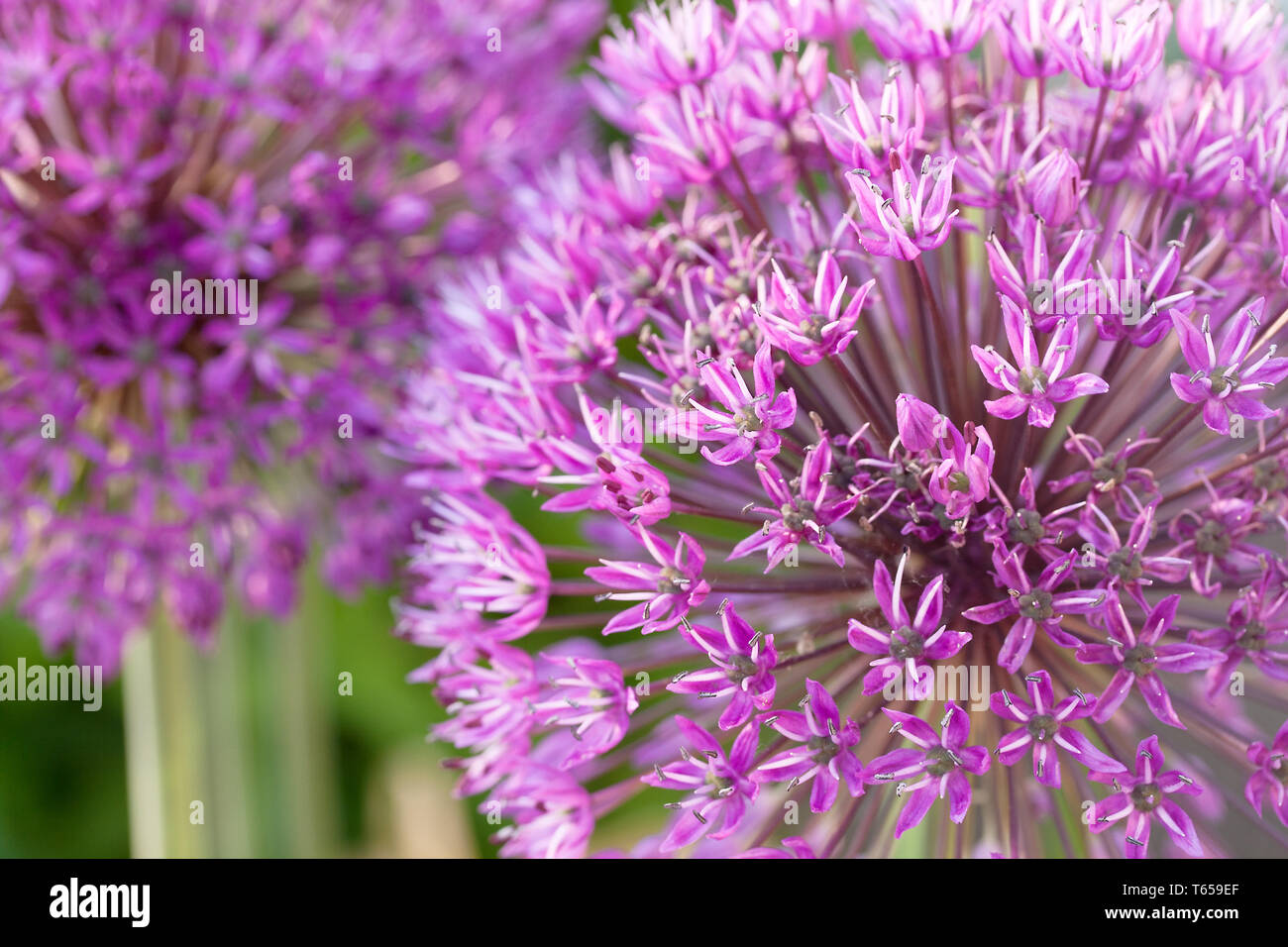 Allium bulgaricum hi-res stock photography and images - Alamy