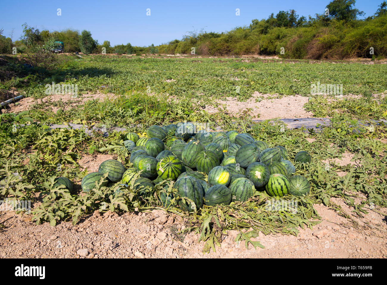 Watermelons in field hi-res stock photography and images - Alamy