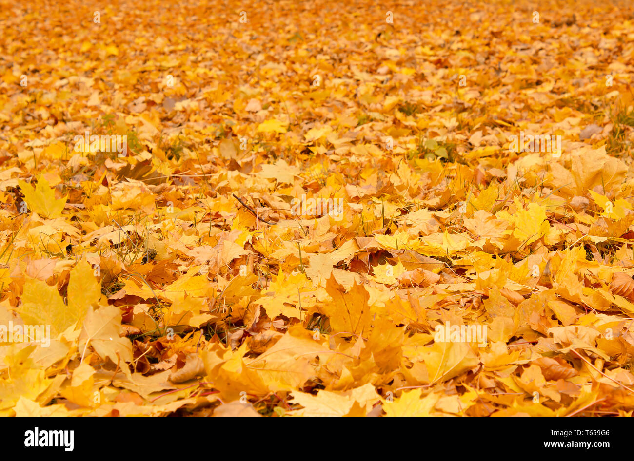 Fall orange autumn leaves on ground background Stock Photo - Alamy