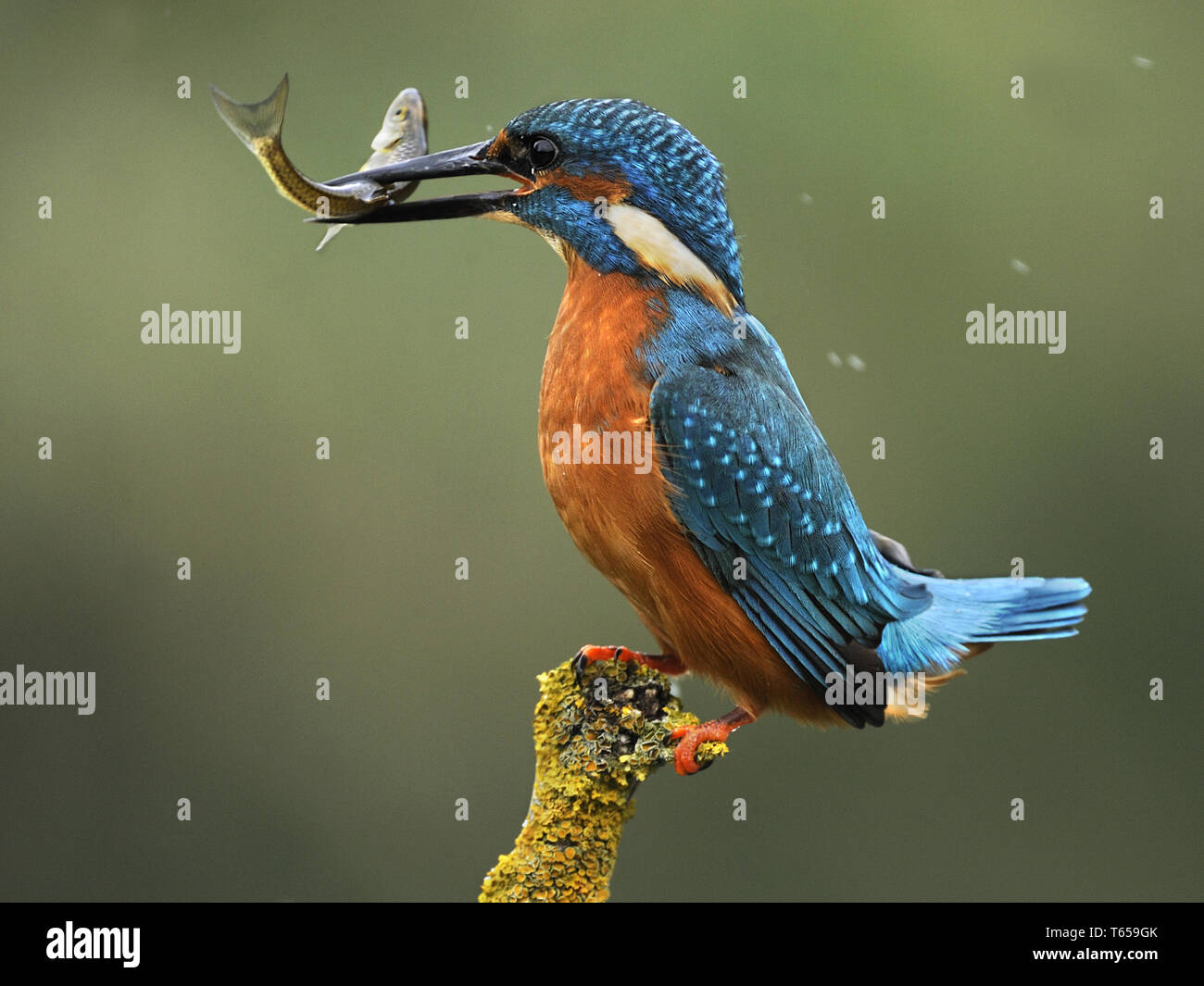 Common kingfisher, Alcedo atthis Stock Photo - Alamy