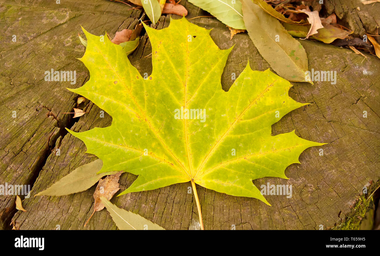 maple leaves on stump Stock Photo - Alamy