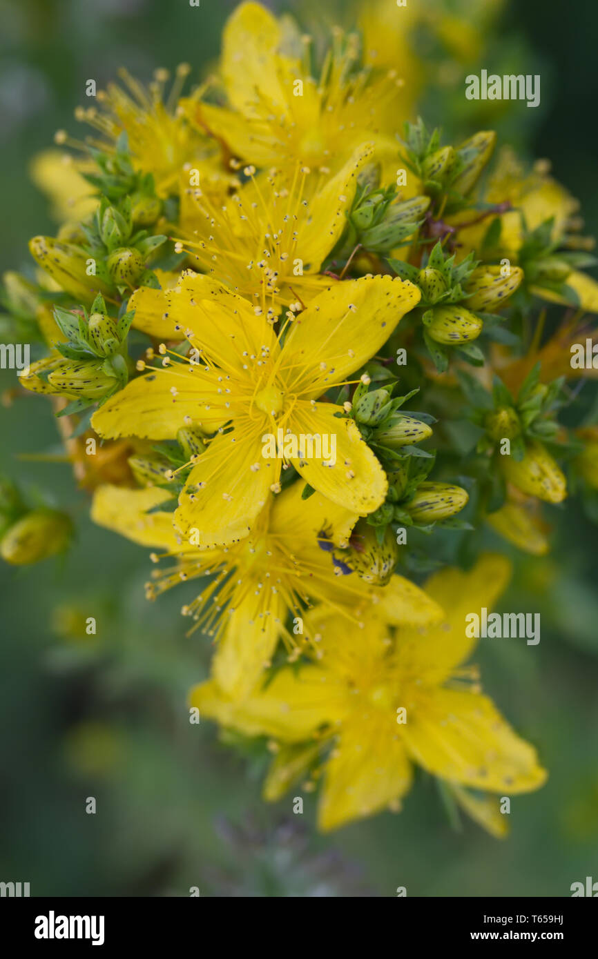 chase-devil, Klamath weed, Tipton's weed, goat weed, St. John's wort ...