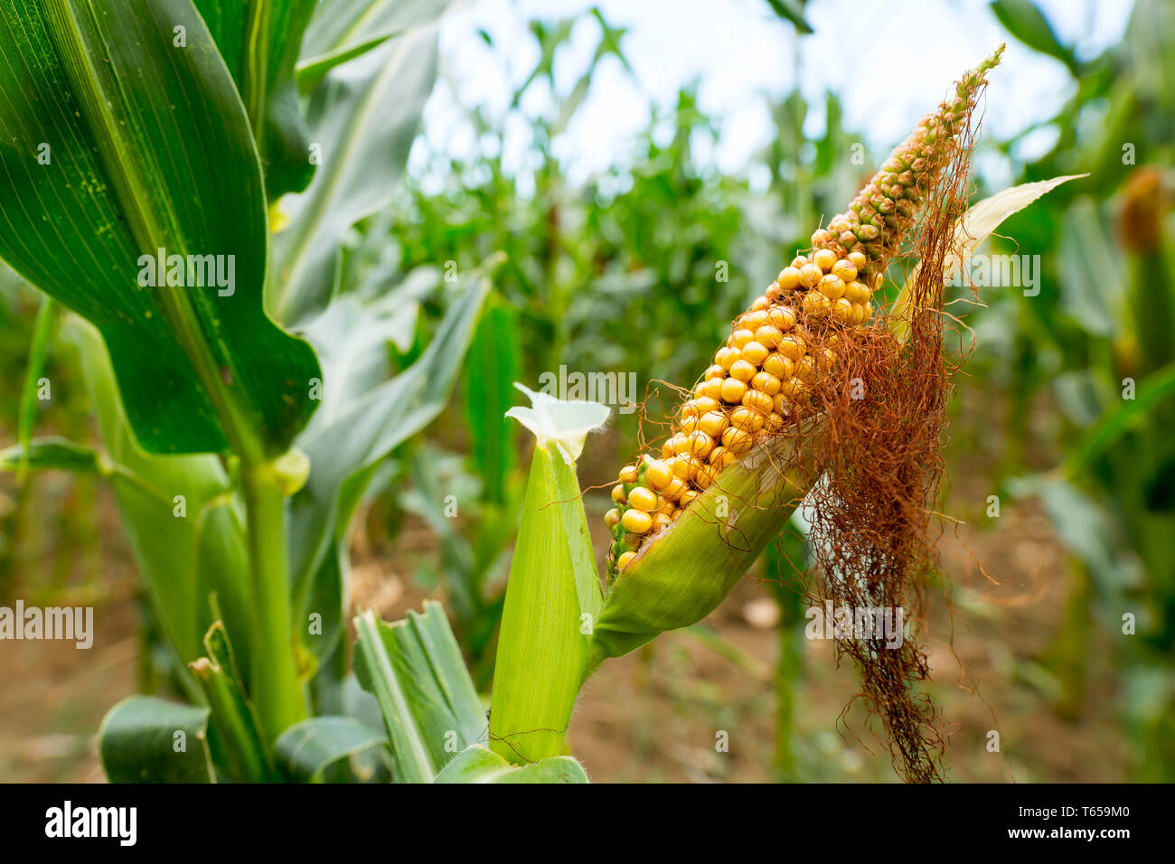 Fresh cob of ripe corn in the green field Stock Photo - Alamy