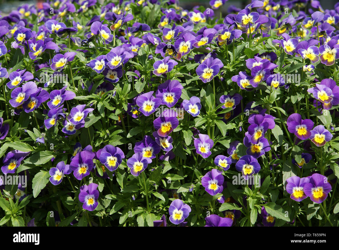 Viola Tricolor Wild High Resolution Stock Photography and Images - Alamy