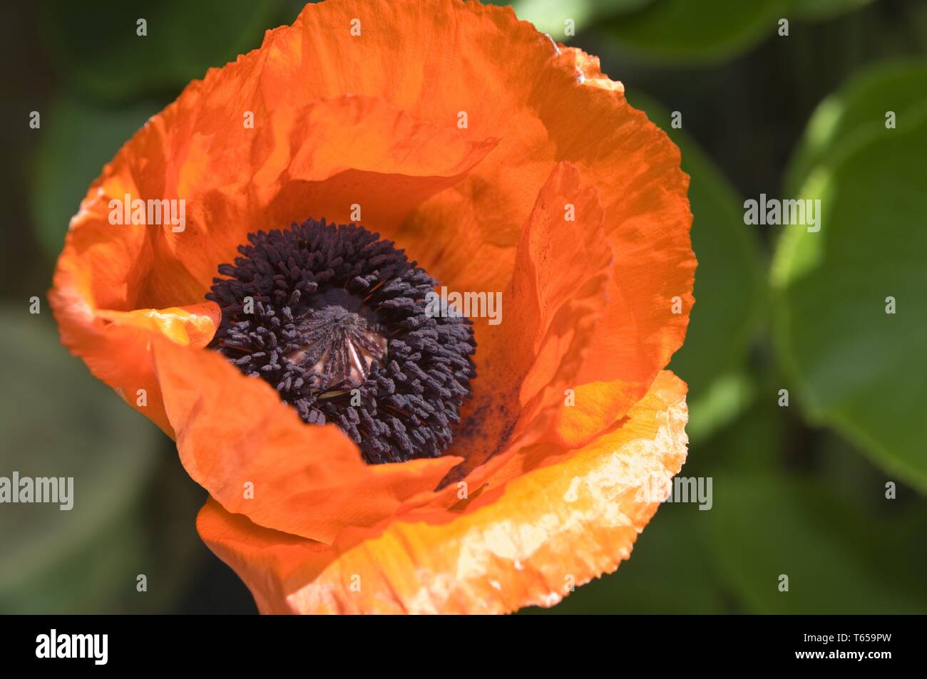 Papaver Rhoeas Seeds High Resolution Stock Photography and Images - Alamy