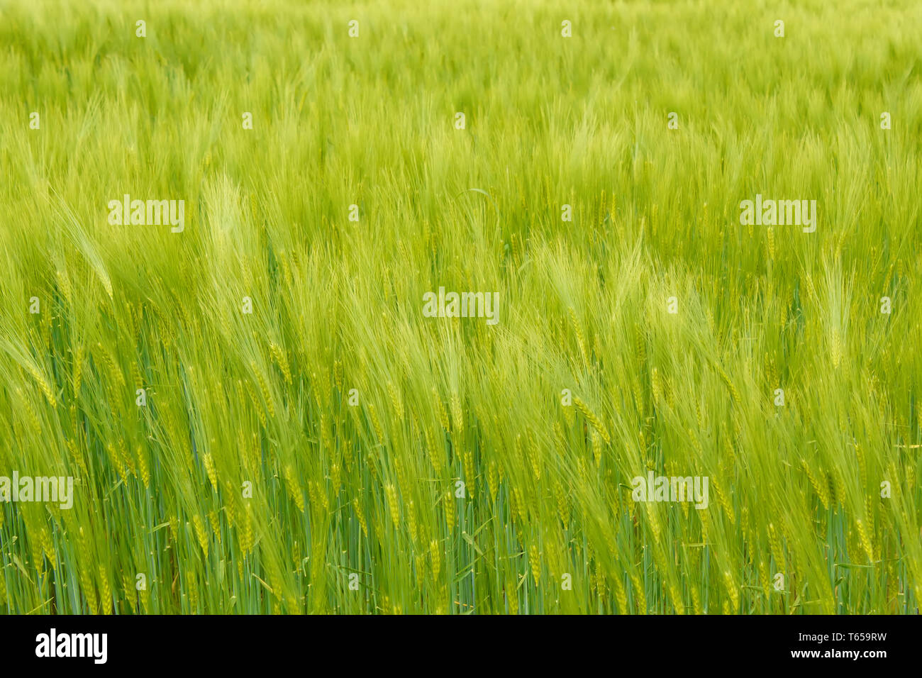 Organic Green spring grains for background Stock Photo - Alamy