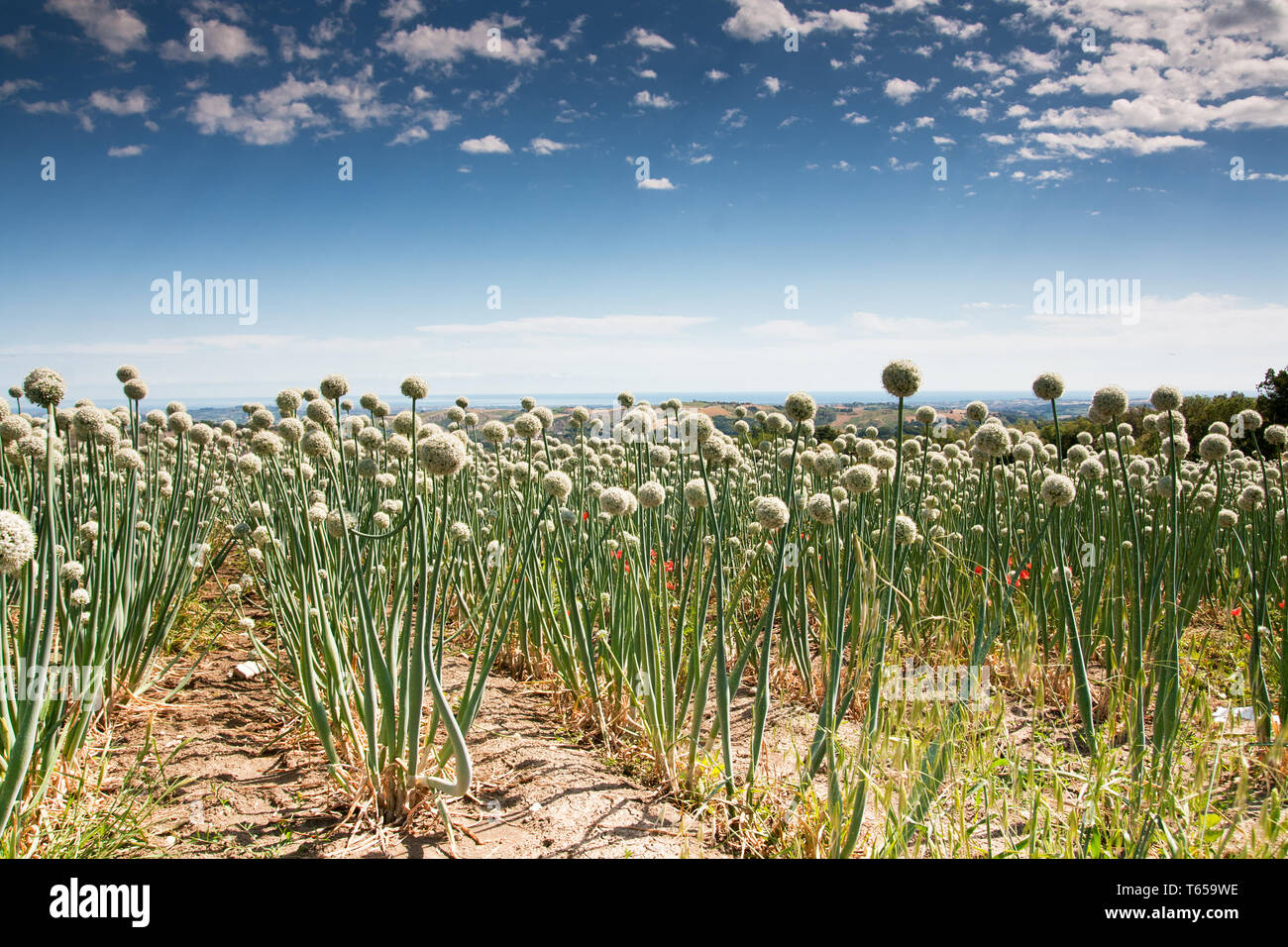 Beautiful Landscape, Marche or the Marches, a Region in Italy Stock ...