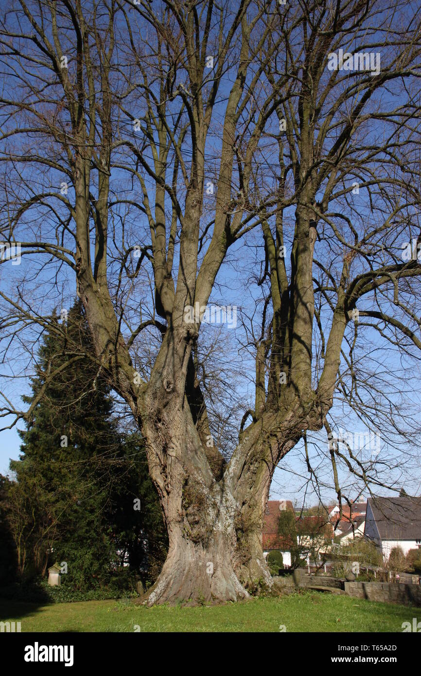 linden tree, genus tilia Stock Photo - Alamy