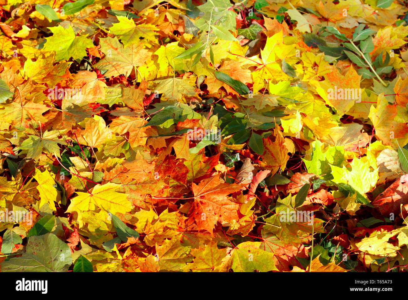 Fall orange autumn leaves on ground background Stock Photo - Alamy
