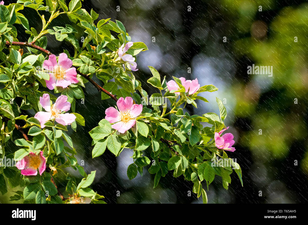 Cynosbati fructus hi-res stock photography and images - Alamy