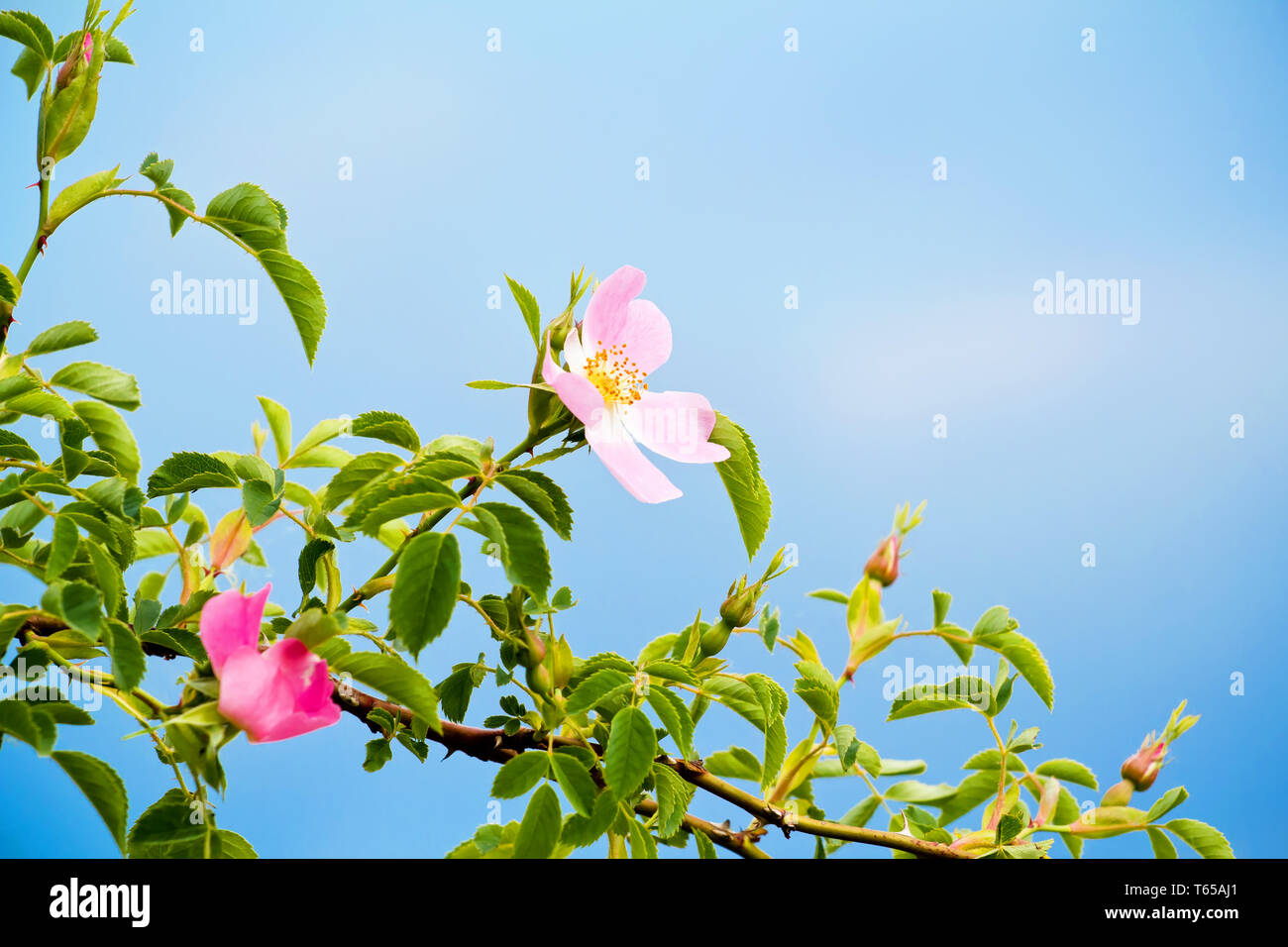 Fructus cynosbati hi-res stock photography and images - Alamy