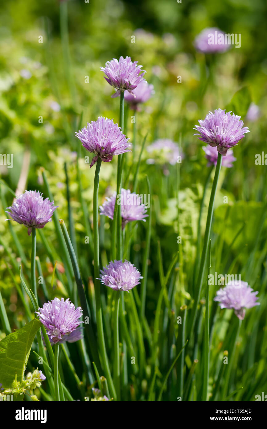 Allium Schoenoprasum in home kitchen known as Chives Stock Photo - Alamy