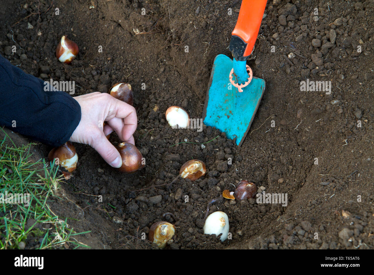 Row tulips soil hi-res stock photography and images - Alamy
