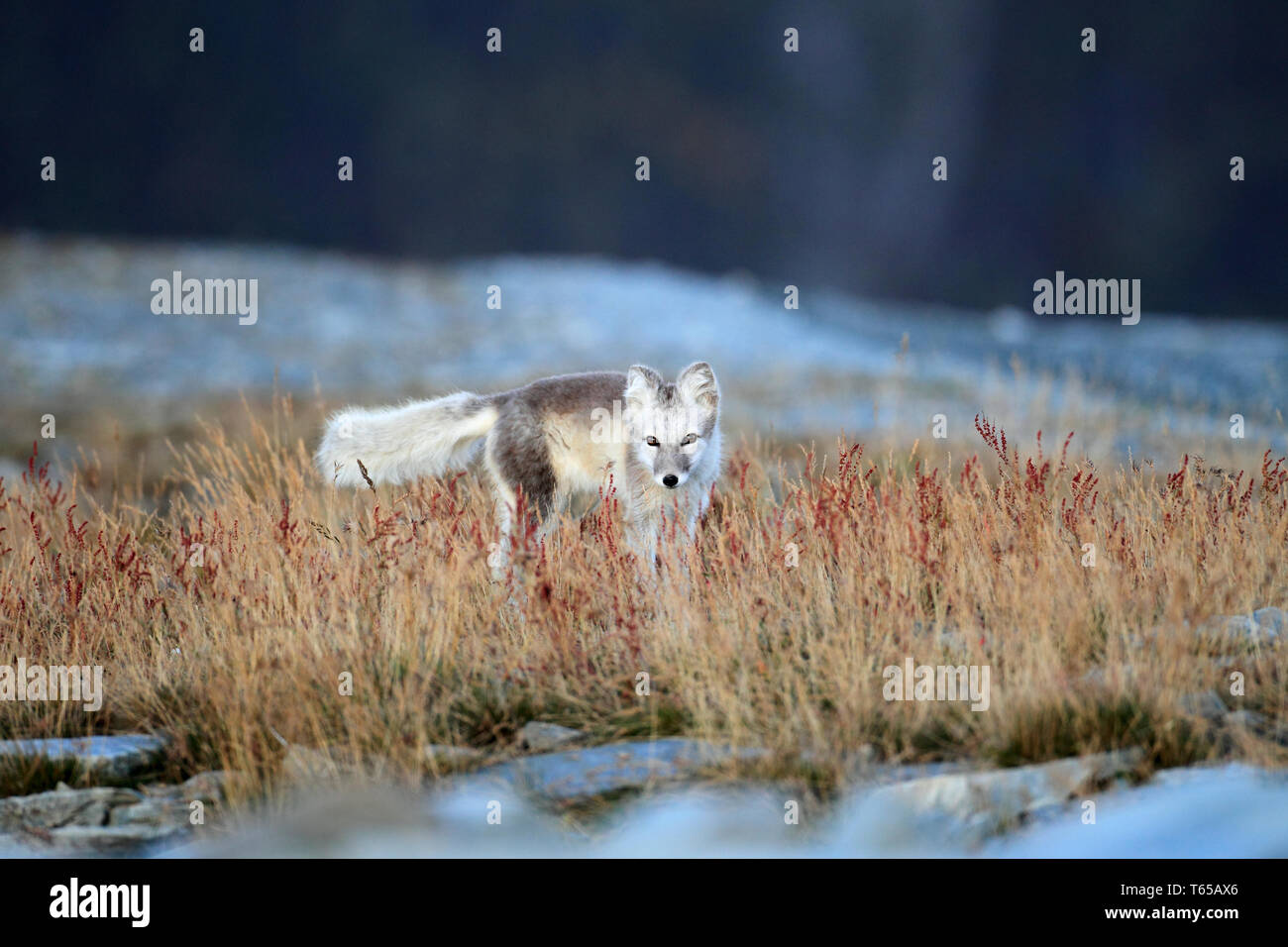 Arctic fox, Norway Stock Photo - Alamy