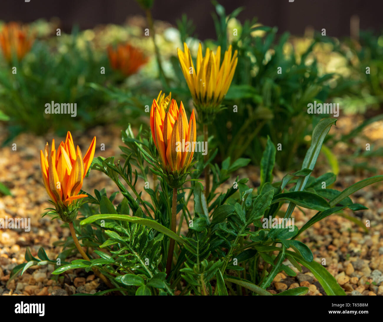 Orange african daisies hi-res stock photography and images - Alamy