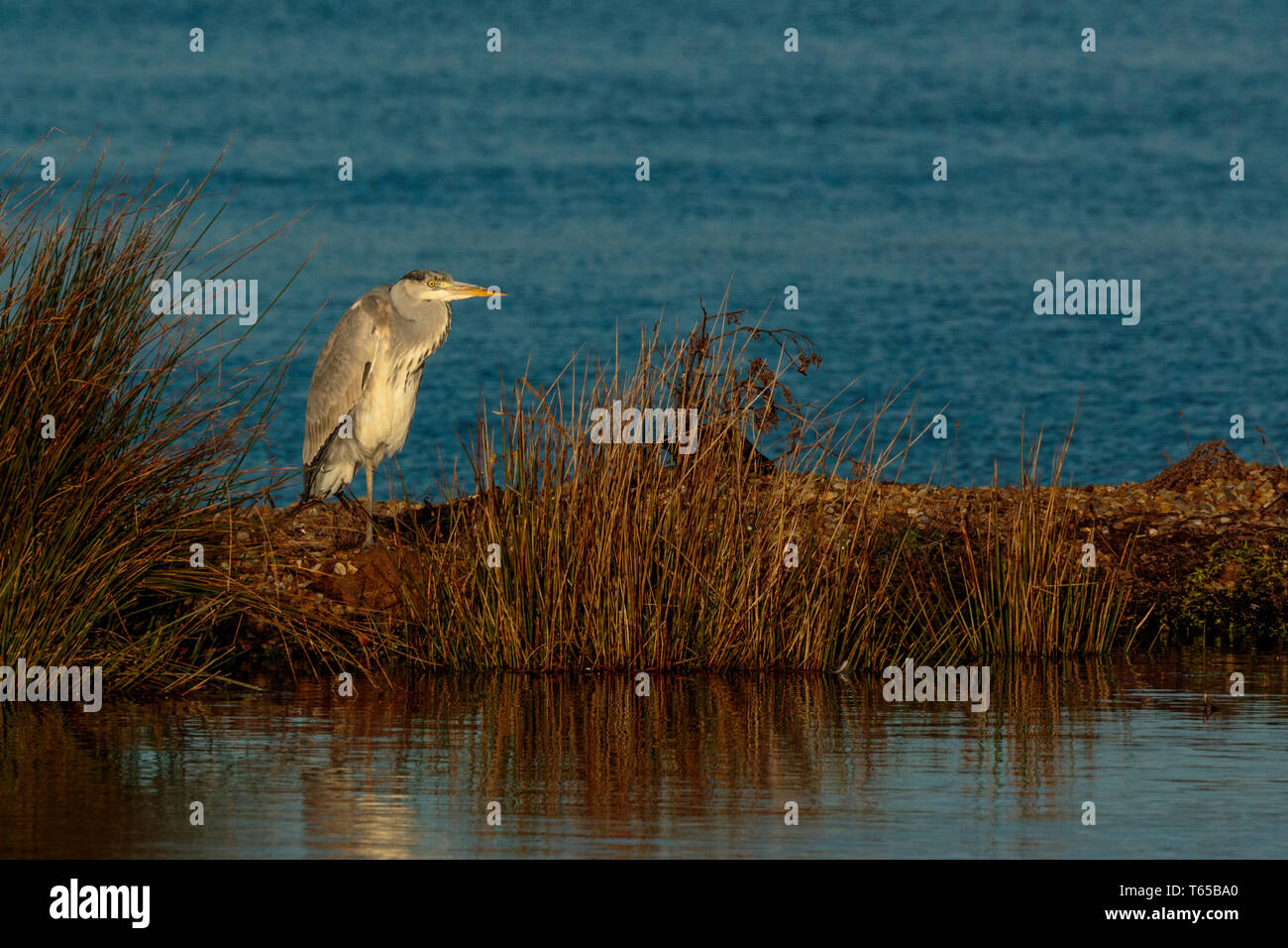 Filey dams hi-res stock photography and images - Alamy