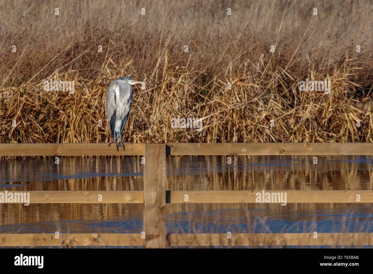 Heron north yorkshire hi-res stock photography and images - Alamy