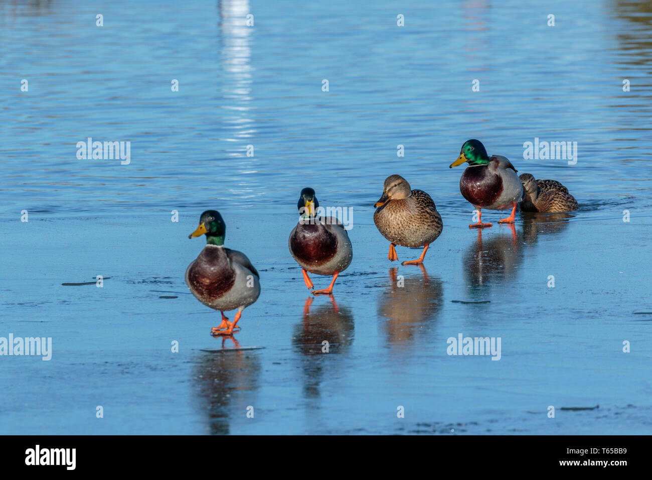 Ducks in a row Mallard Stock Photo - Alamy