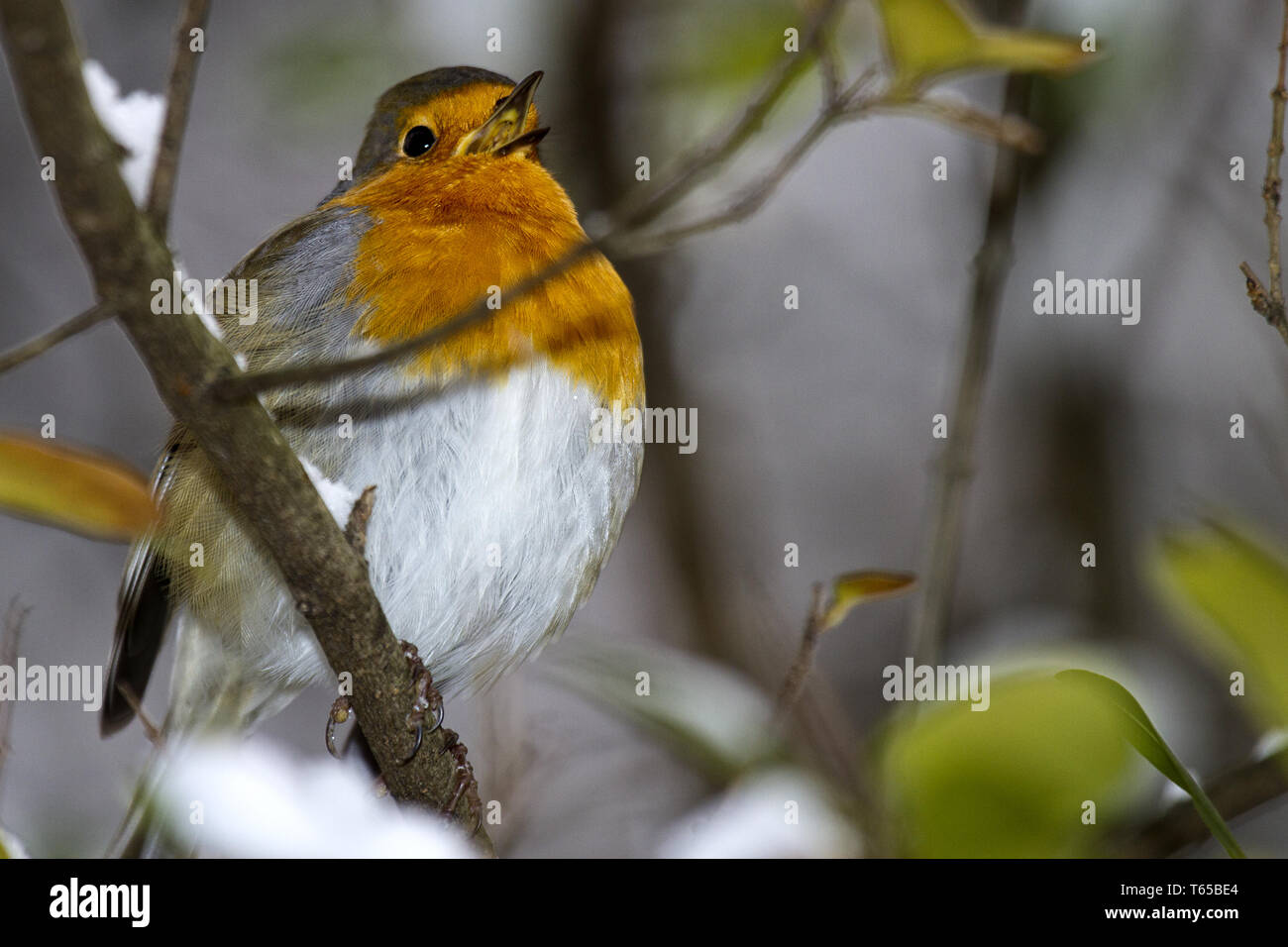 European robin redbreast hi-res stock photography and images - Alamy