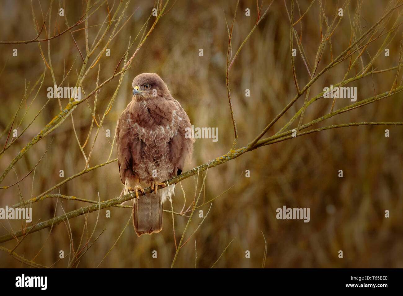 Common buzzard perched Filey Dams Stock Photo - Alamy