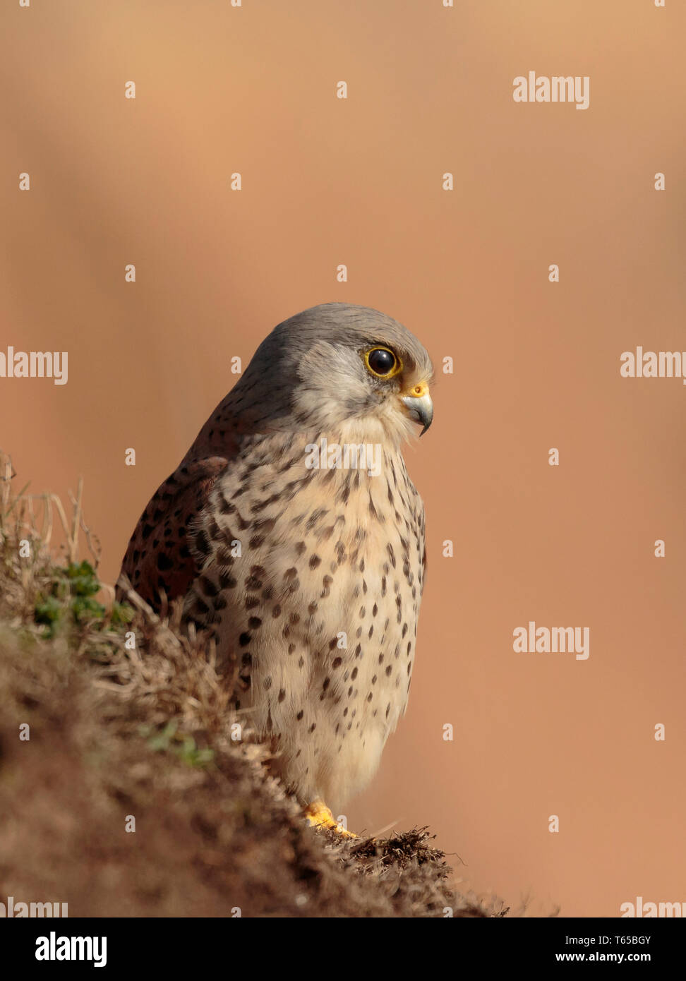 Kestrel Carr Naze, Filey Stock Photo - Alamy