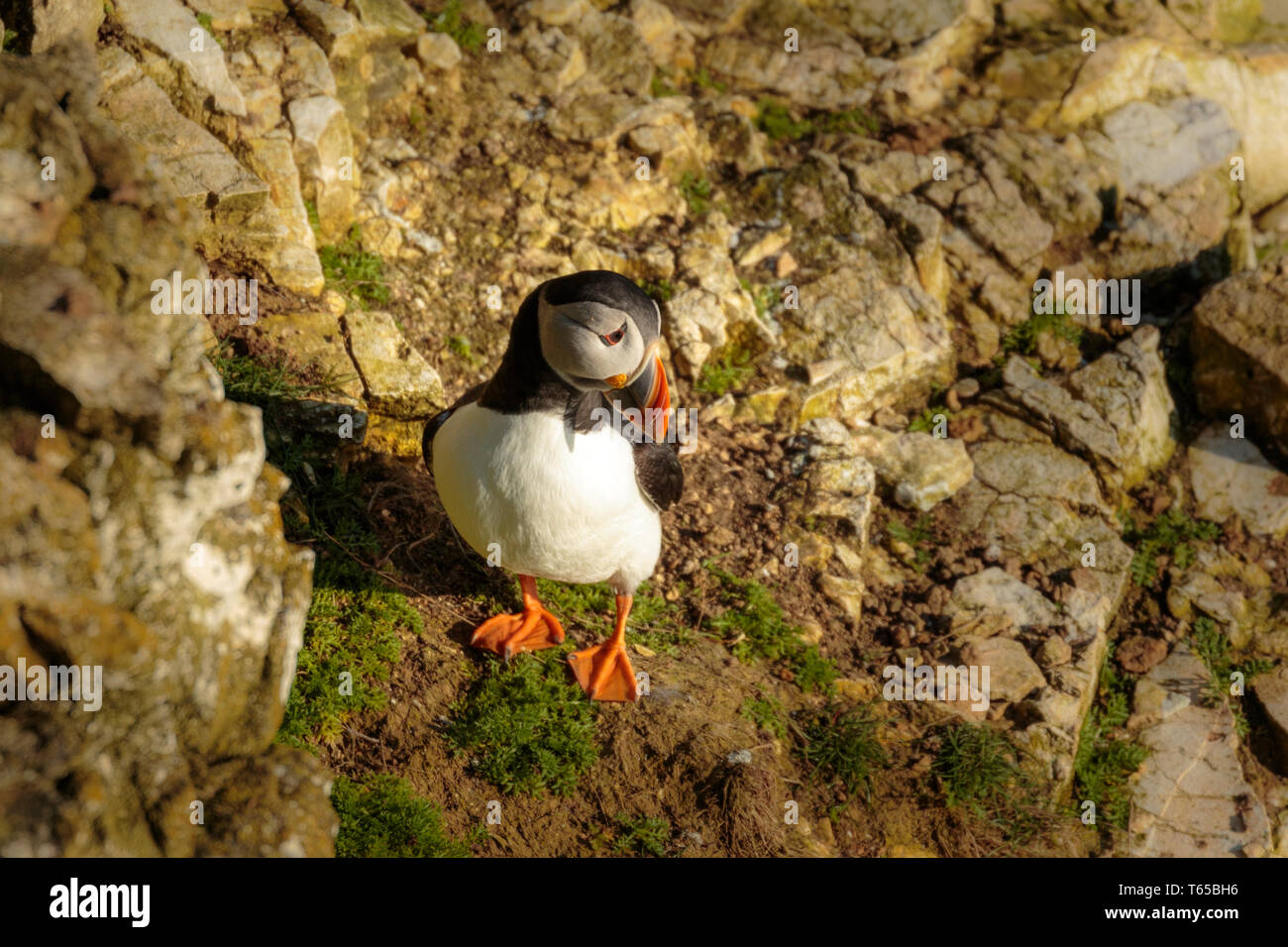 Puffin species hi-res stock photography and images - Alamy