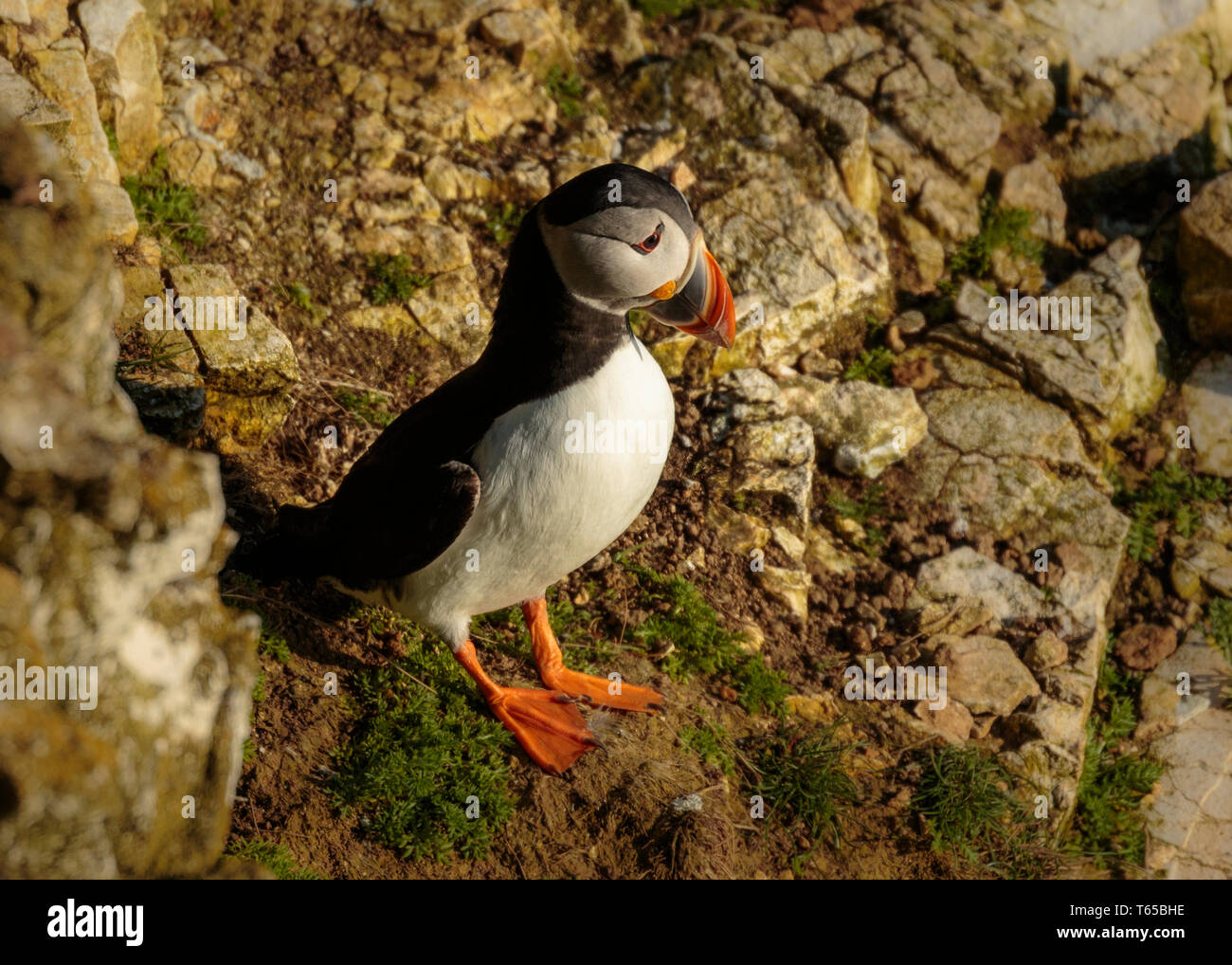 Species puffin hi-res stock photography and images - Alamy