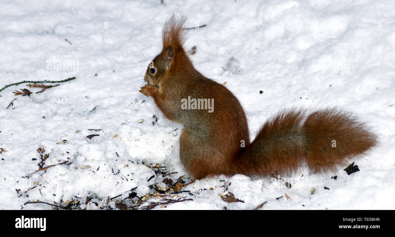Eurasian red squirrel Stock Photo - Alamy