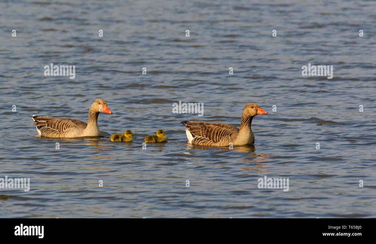 Filey dams hi-res stock photography and images - Alamy
