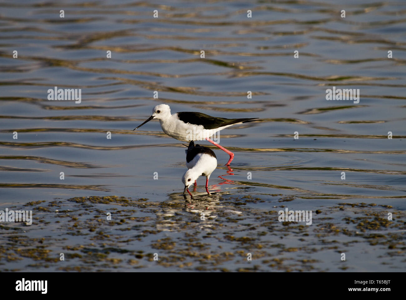 Common Stilt, Himantopus himantopus, North Sea, Europe Stock Photo - Alamy