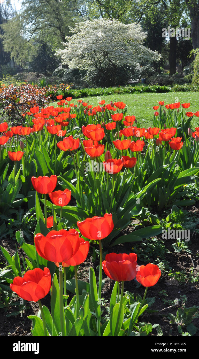 Tulip blooming season in the Netherlands, Europe Stock Photo - Alamy