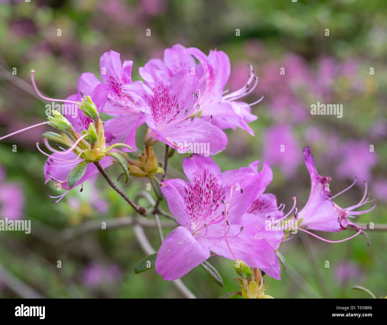 Close-up photo of a George Taber Azalea, one of the most popular ...