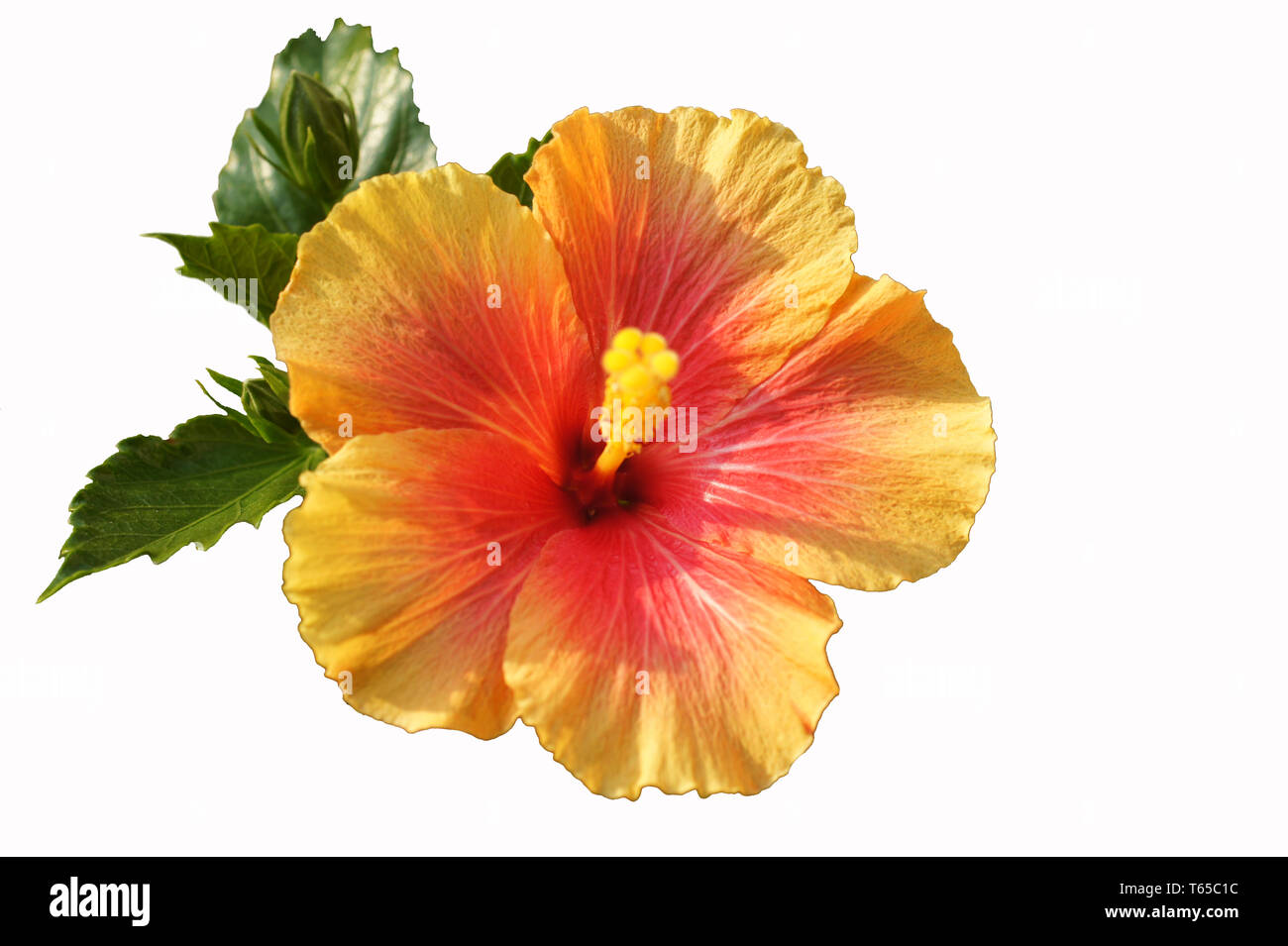 Hibiscus flower Cut Out Stock Images & Pictures - Alamy
