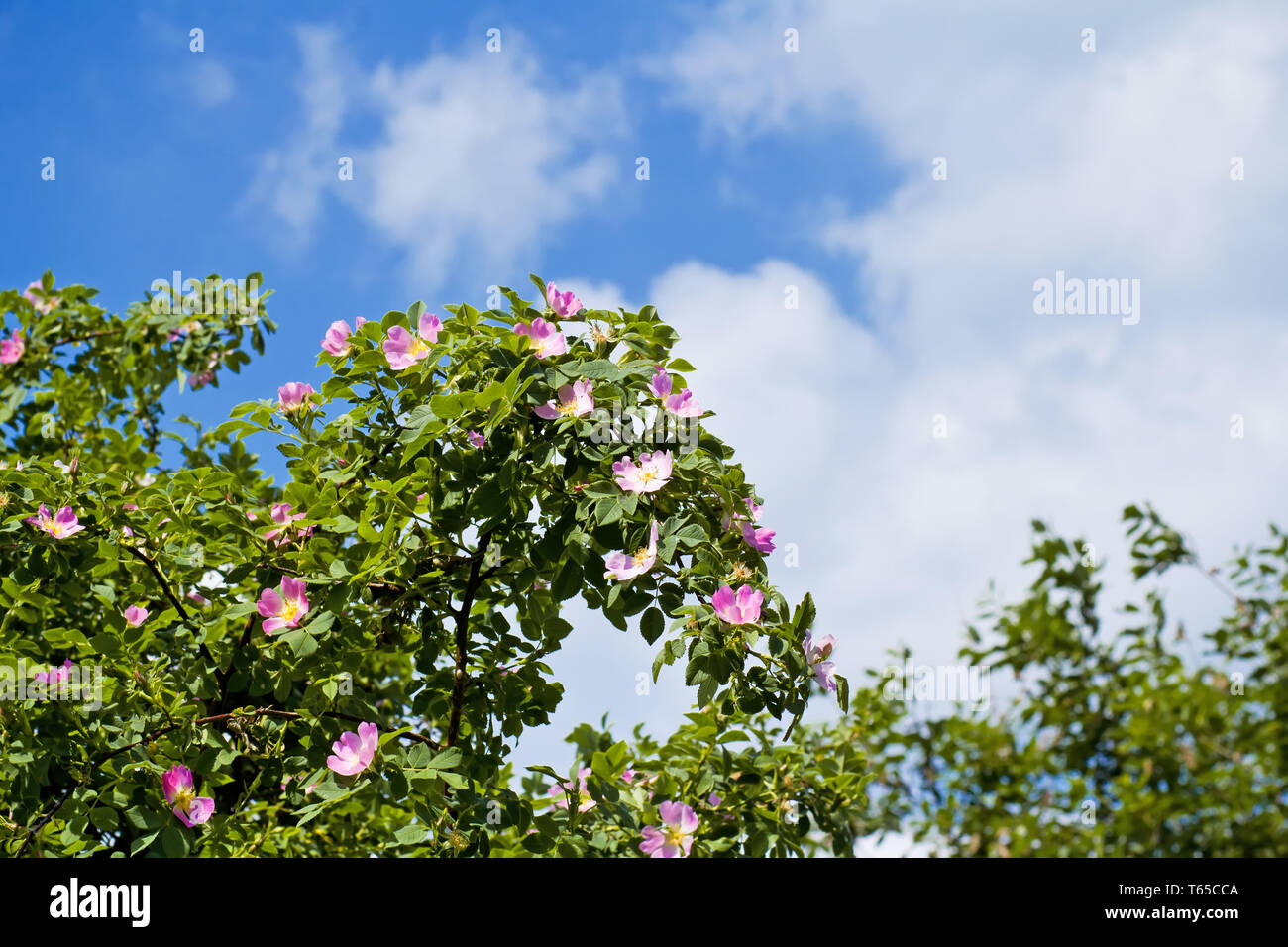 Cynosbati hi-res stock photography and images - Alamy