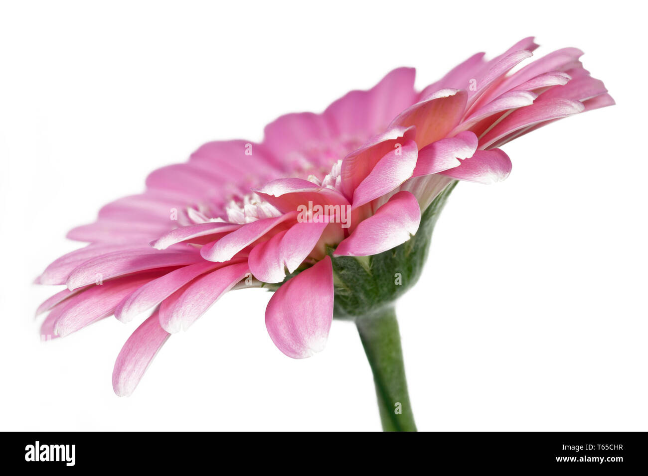 Gerbera, Asteraceae (daisy family Stock Photo - Alamy