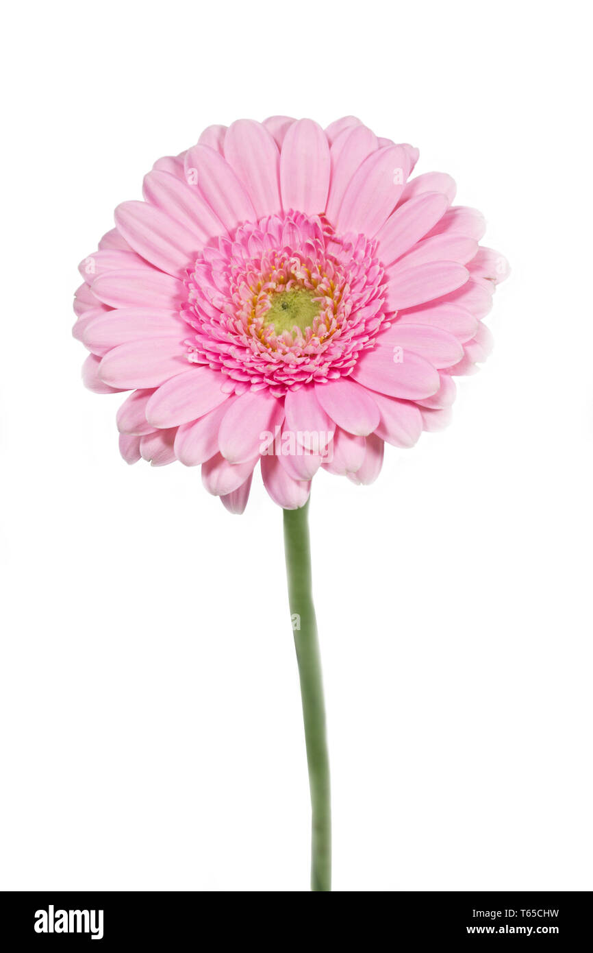 Gerbera, Asteraceae (daisy family Stock Photo - Alamy