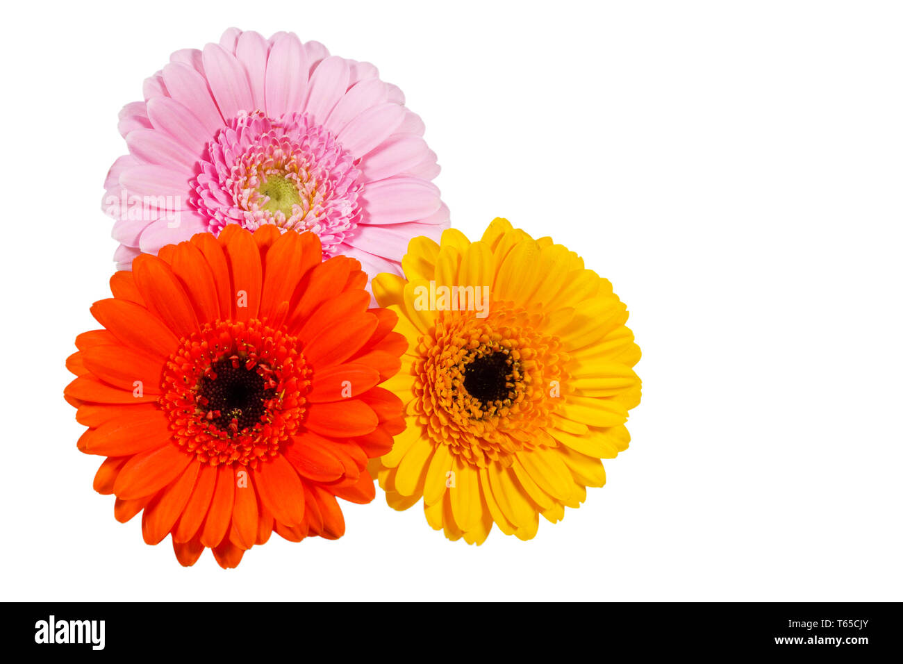 Gerbera, Asteraceae (daisy family Stock Photo - Alamy