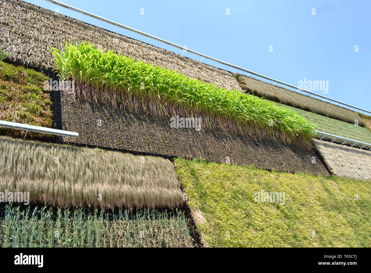 Bright patchwork vertical green fields of futurist agriculture of ...