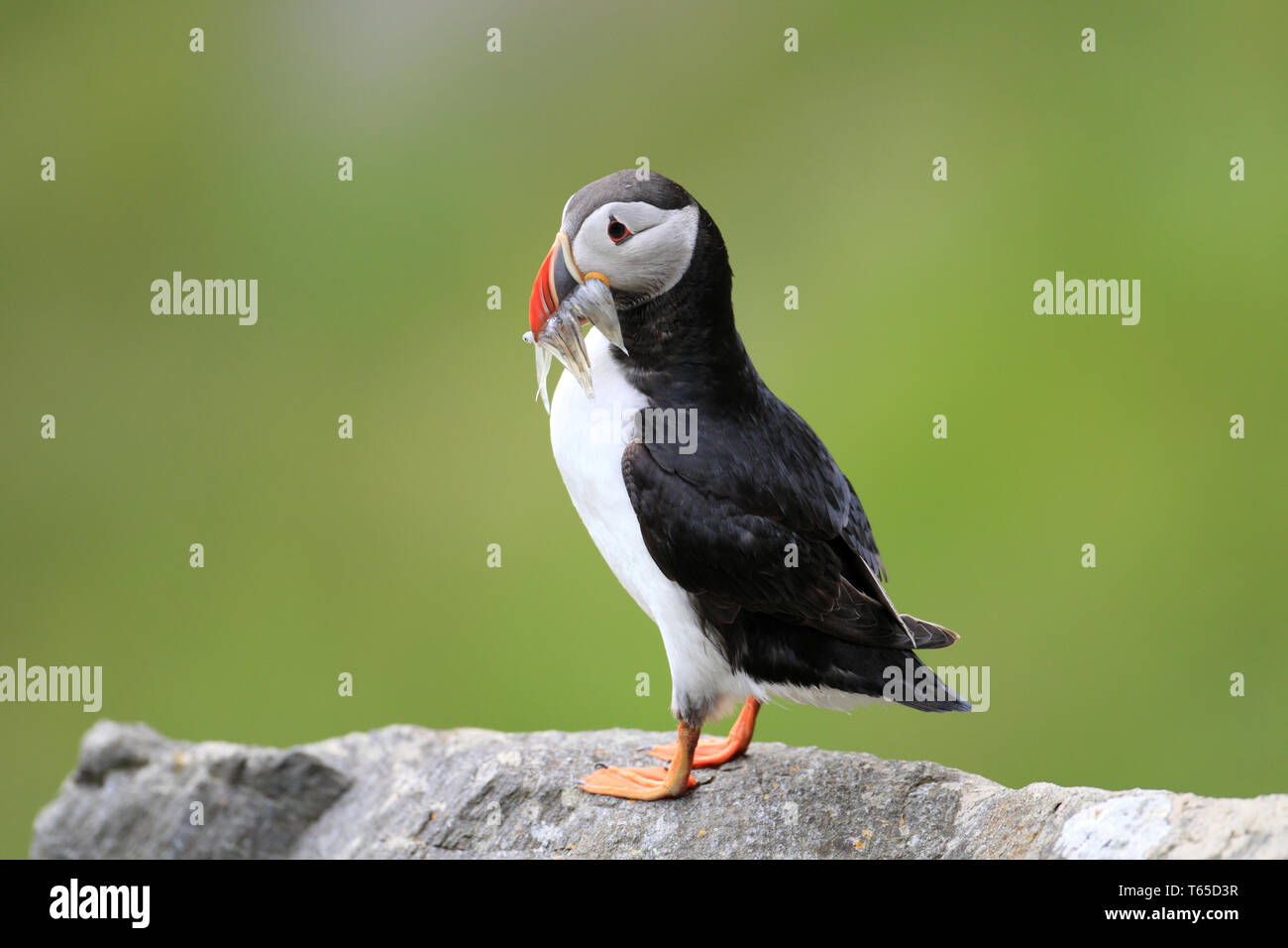 Norwegian blue parrot hi-res stock photography and images - Alamy