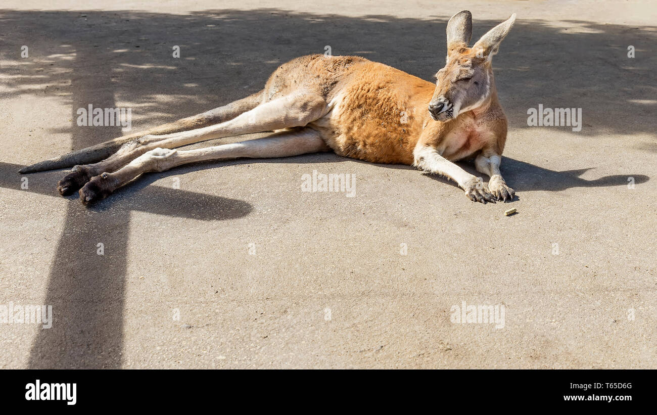 Kangaroo lying in grass hi-res stock photography and images - Alamy
