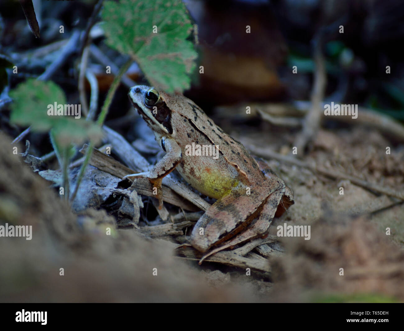 Frog hiding hi-res stock photography and images - Alamy