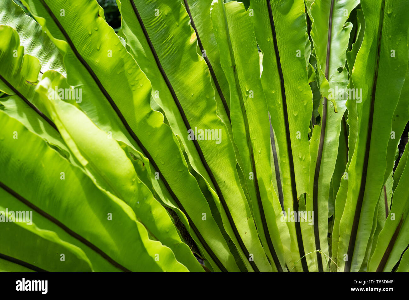 Green and beautiful potted Asplenium Nidus Stock Photo - Alamy