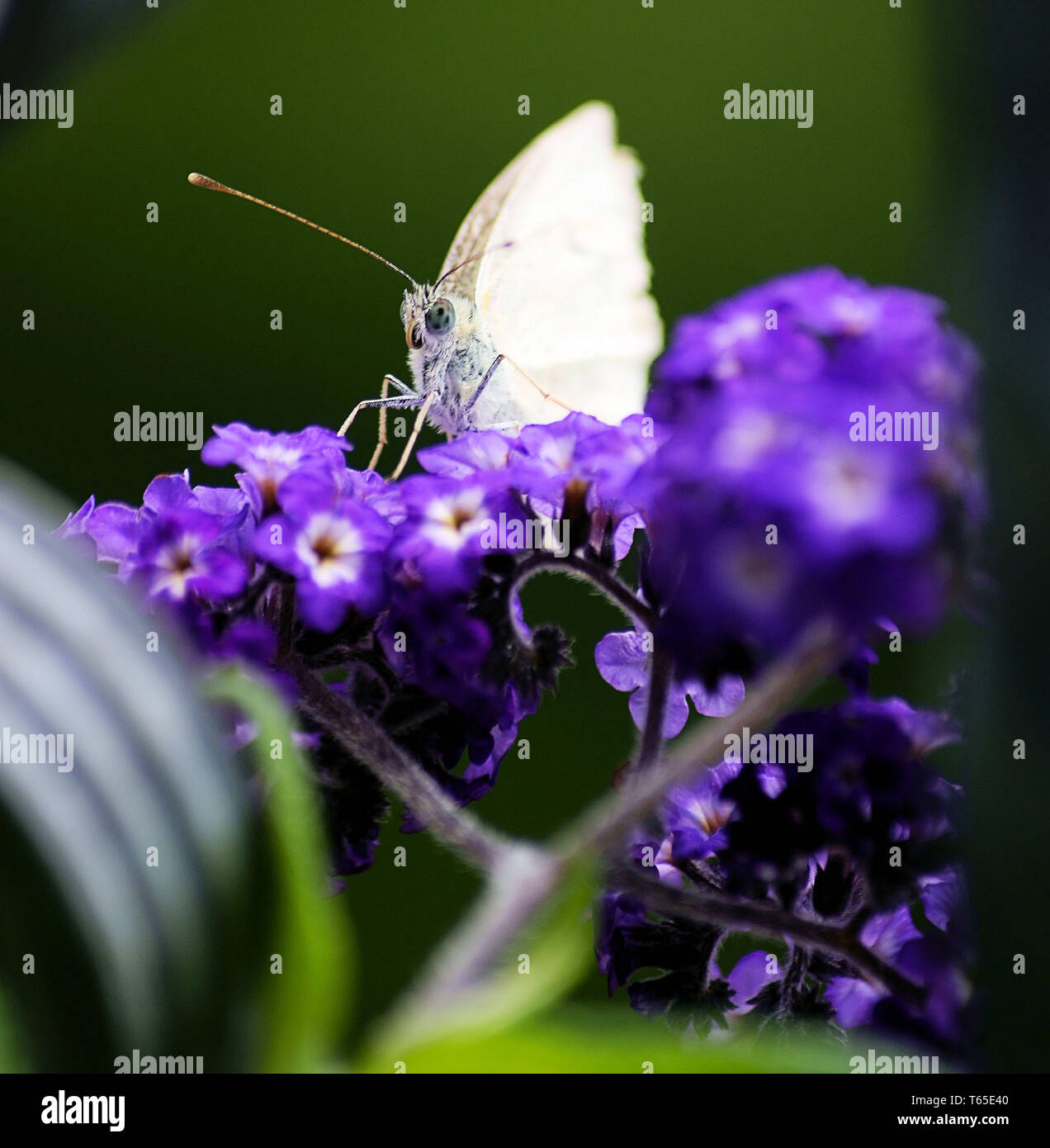 The common brimstone butterfly hi-res stock photography and images - Alamy