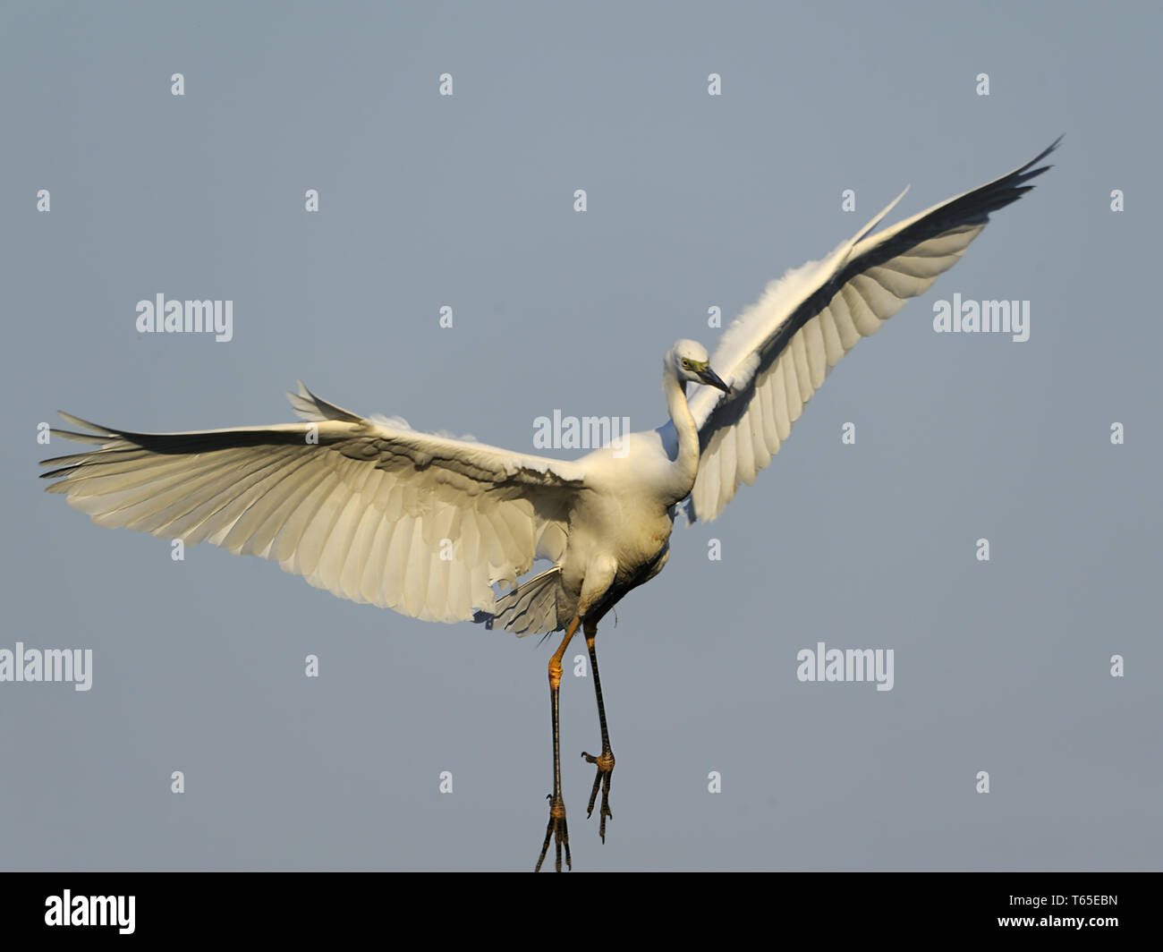 Great egret, Adrea Alba Stock Photo - Alamy
