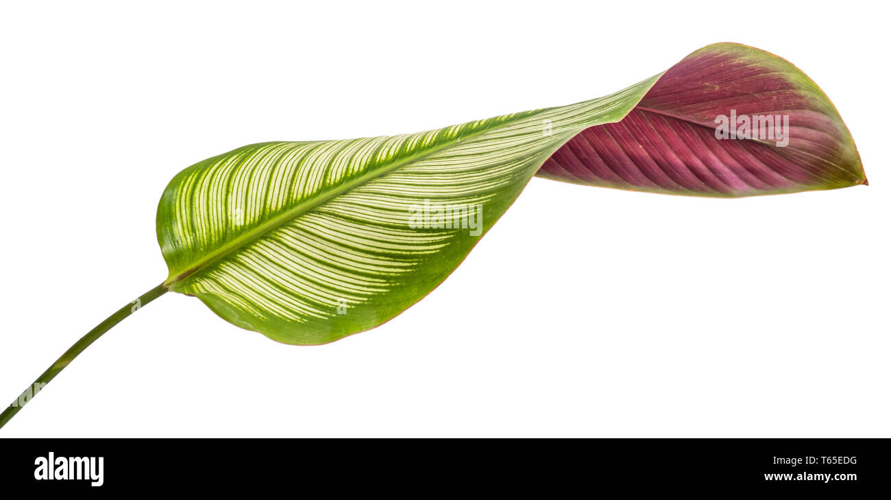 Leaf Curve | atelier-yuwa.ciao.jp