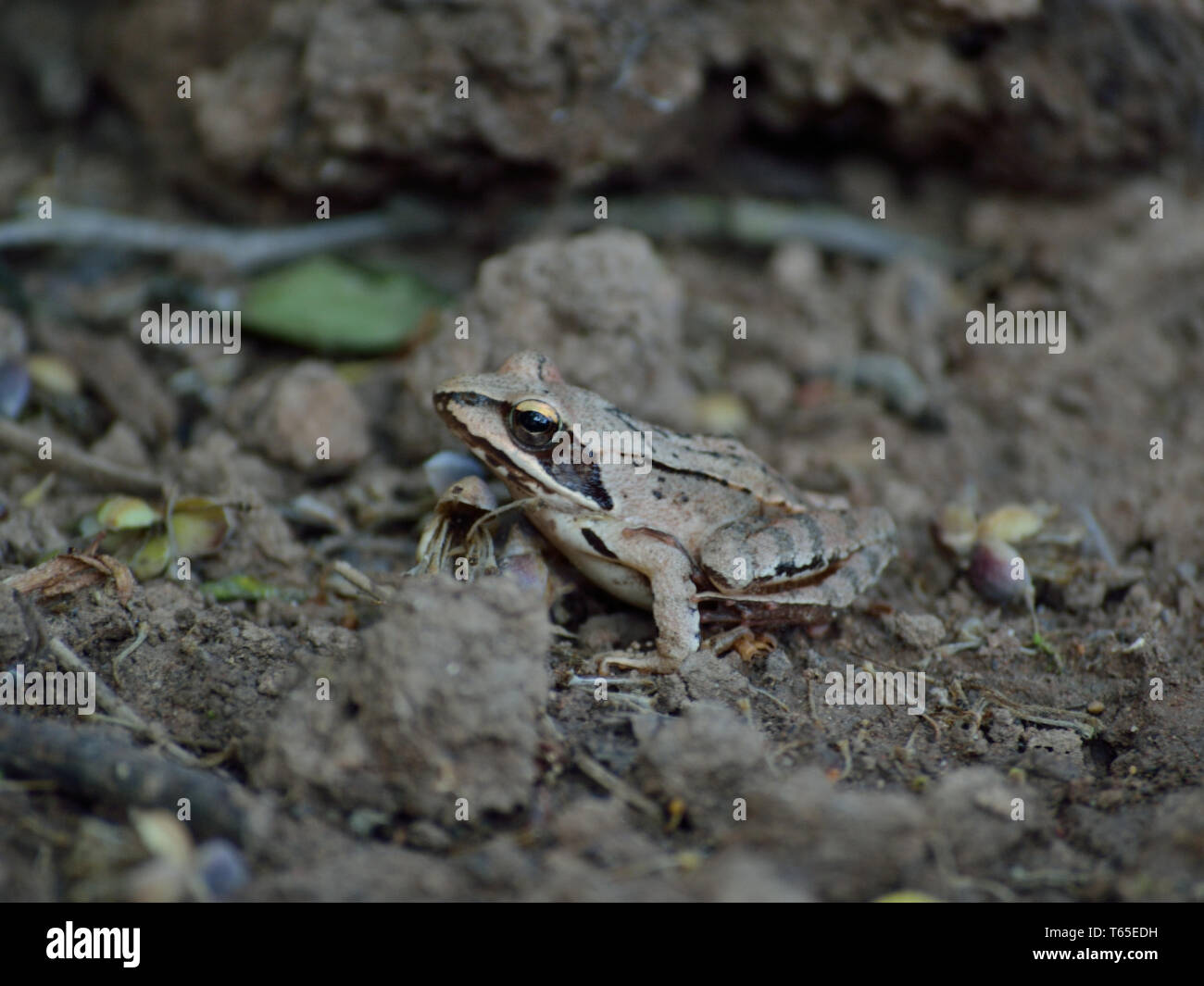 Rana temporaria frog on soil Stock Photo - Alamy