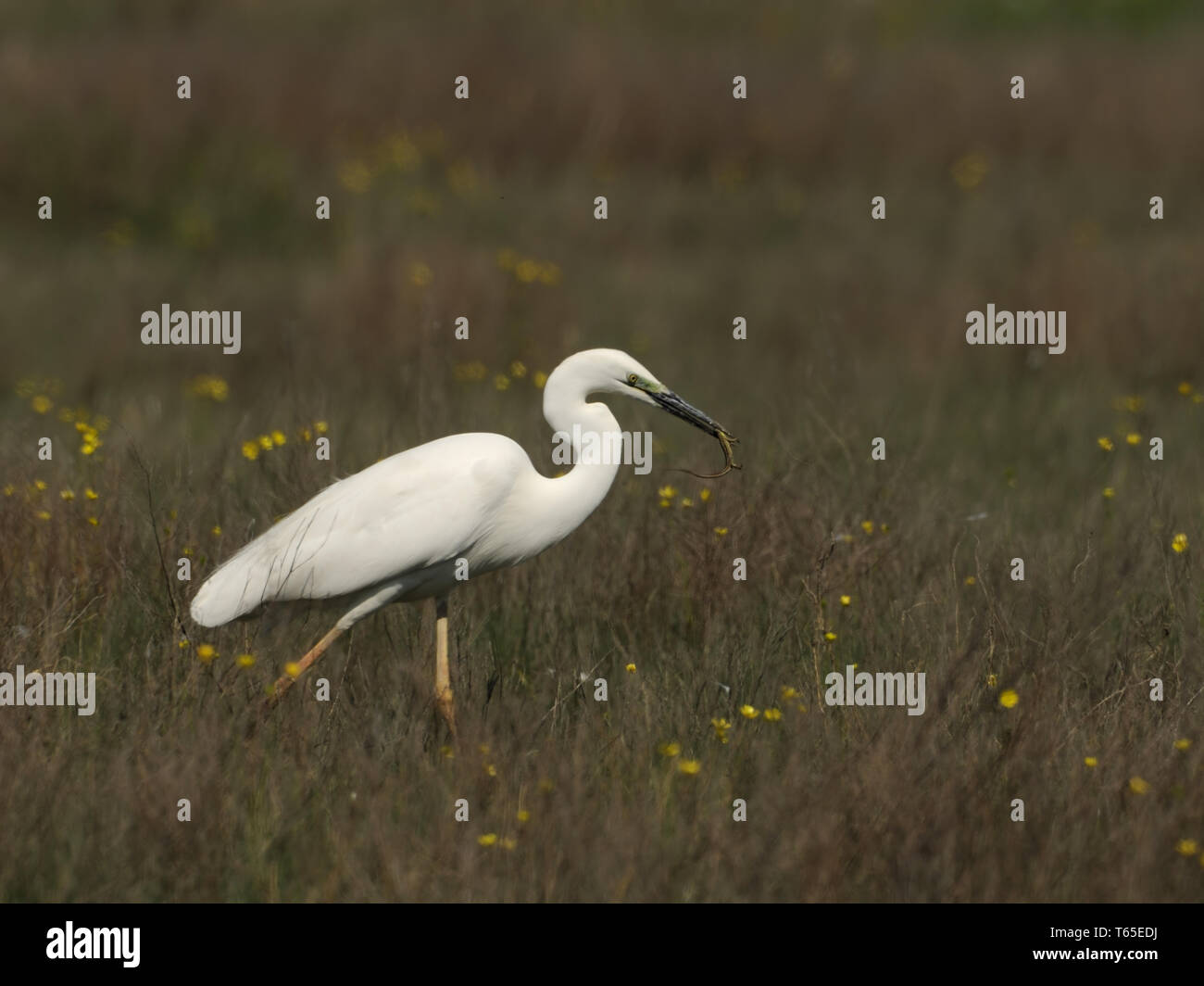 Great egret, Adrea Alba Stock Photo - Alamy