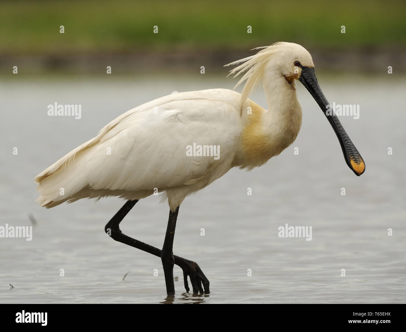 Platalea leucorodia hi-res stock photography and images - Alamy
