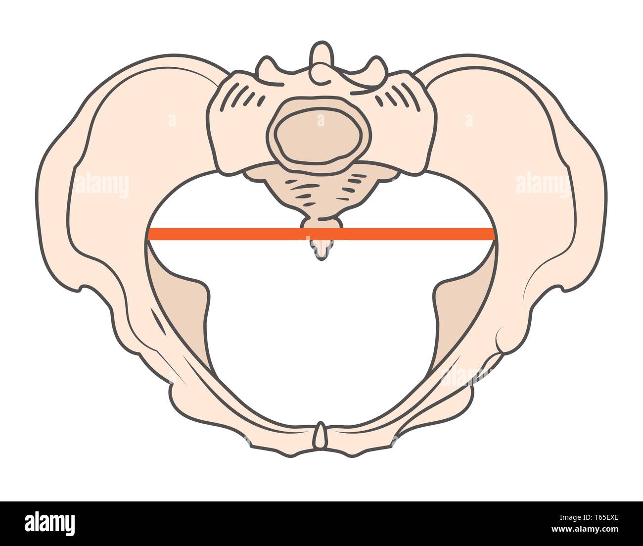 Android pelvis hi-res stock photography and images - Alamy